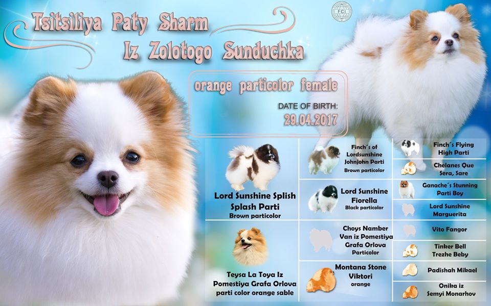 Patti :: Pomeranian-cz